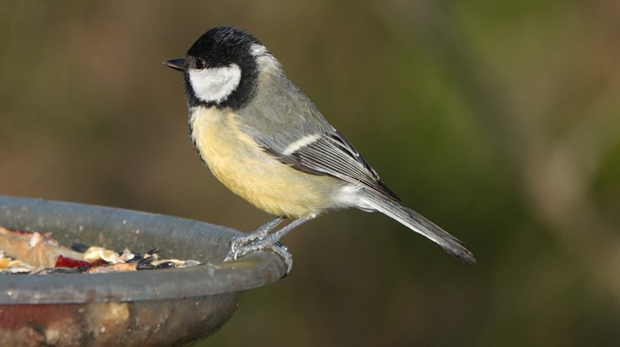 Expertentipps zur Artenvielfalt im Sommergarten mit Wasserquellen